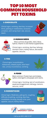 Most common household pet toxins - Corona Animal Emergency Center